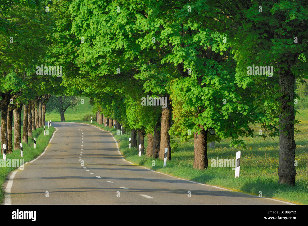 Avenue maple-trees street spring Stock Photo - Alamy