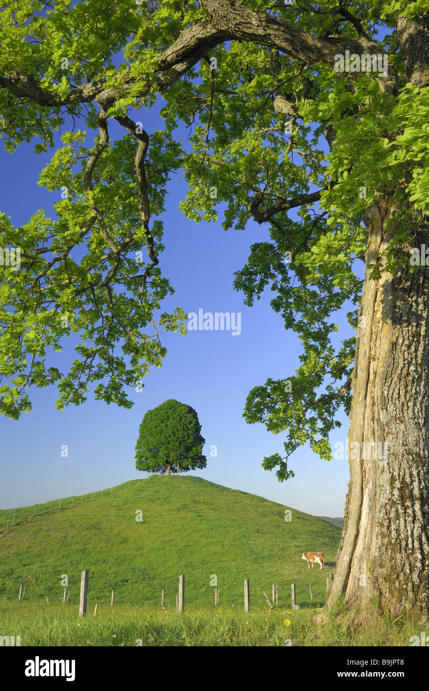 Linden hills hi-res stock photography and images - Alamy