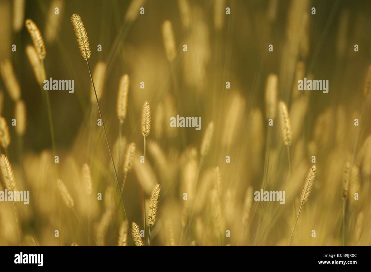 Stalks of yellow grass hi-res stock photography and images - Alamy
