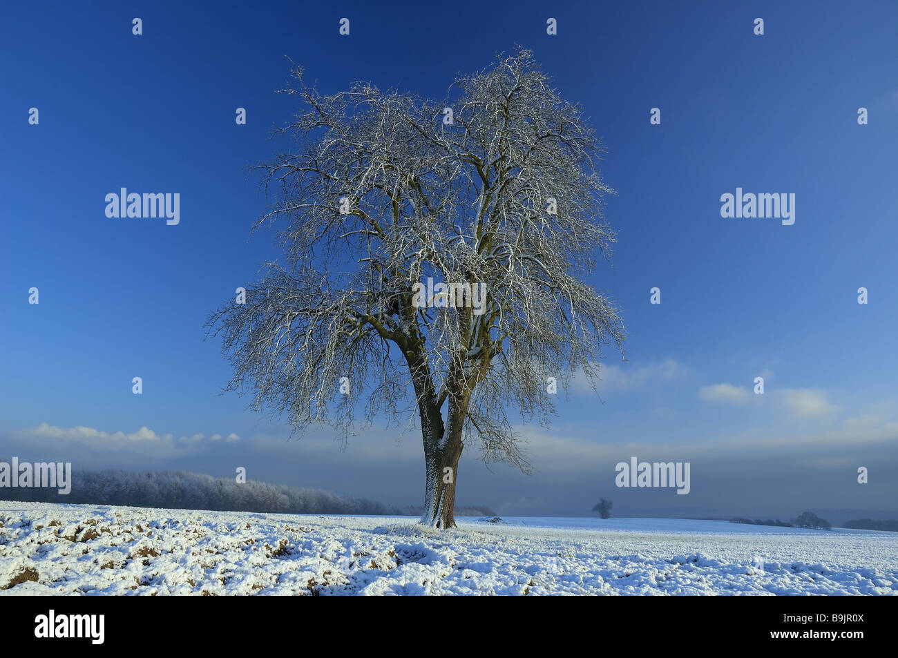 pear-tree winter detached Stock Photo - Alamy
