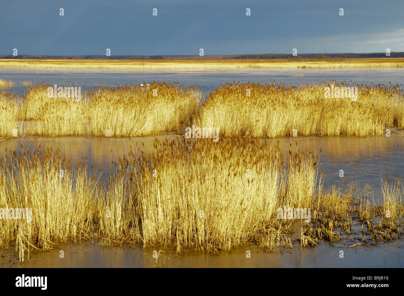 Scenery of Lake Pape Stock Photo - Alamy