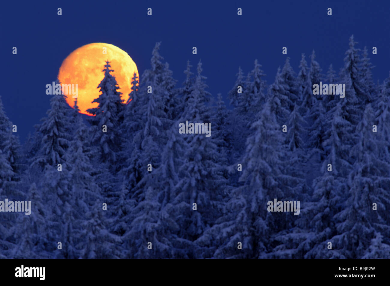 Full moon conifers snow night Stock Photo - Alamy