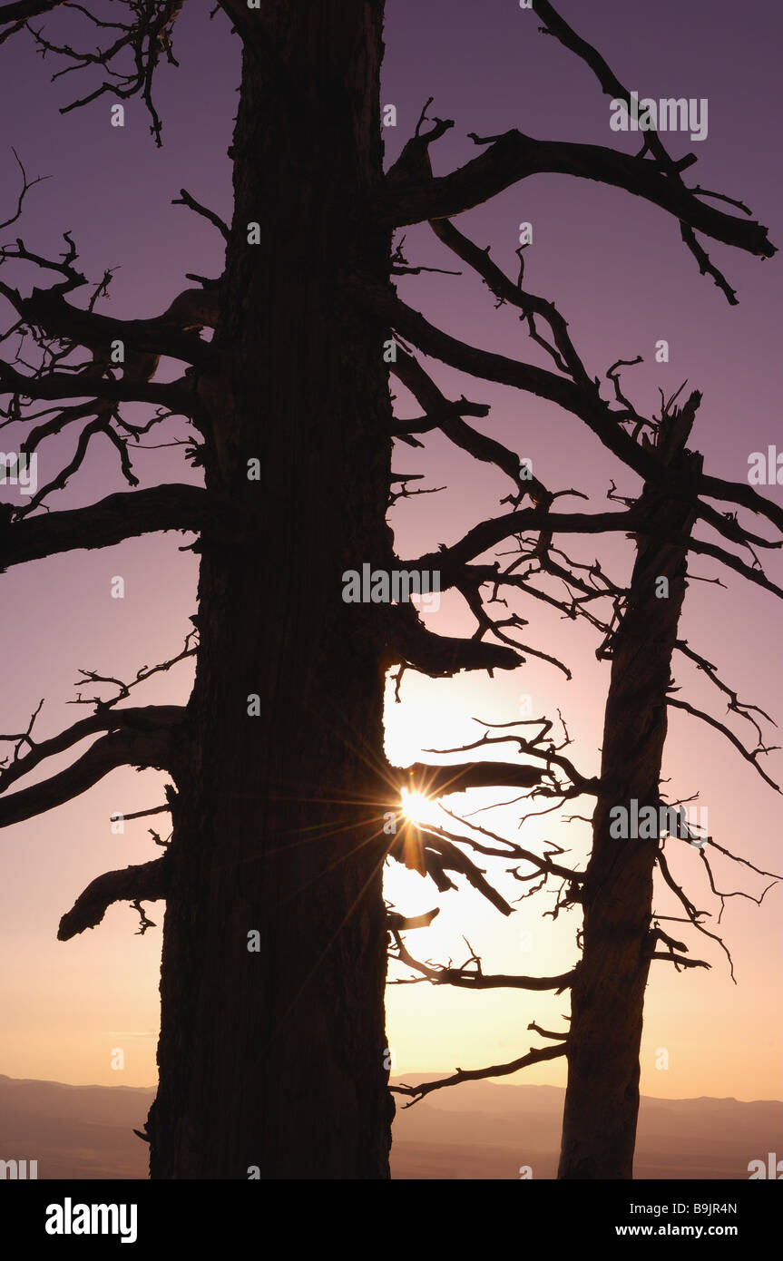 Trees jaws sunrise perished Stock Photo - Alamy