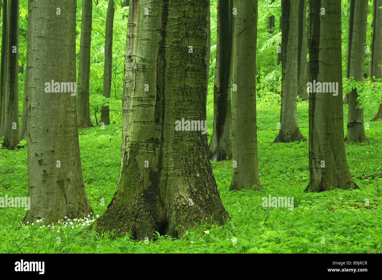 Beech-forest detail tree-trunks forest-ground green Tree-trunks ground ...