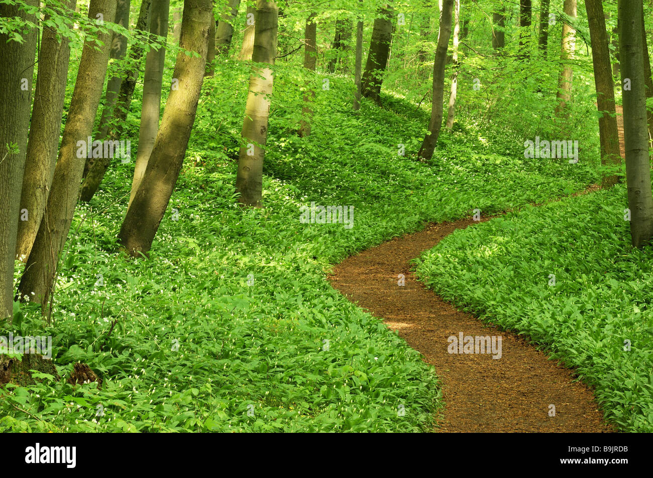 Beech-forest way bear-leek Allium ursinum tree-trunks blooming blooms ...