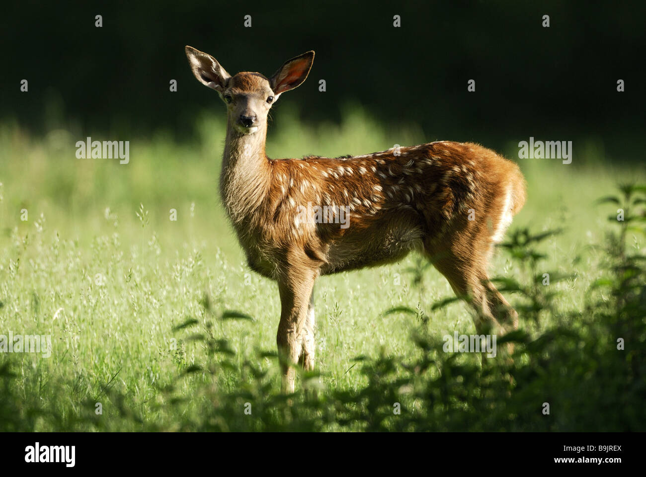 Red-hind Cervus elaphus Stock Photo - Alamy