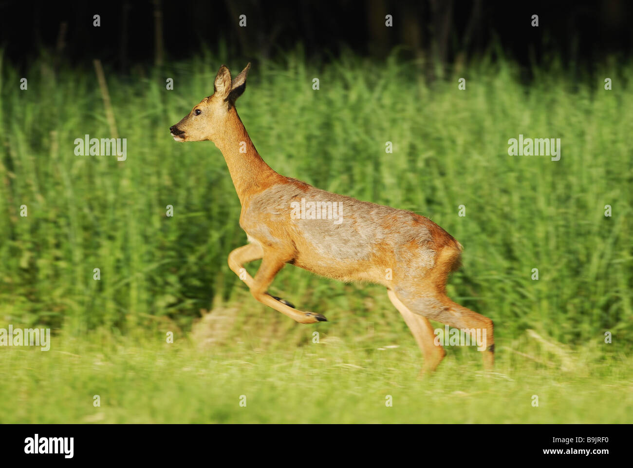 Deer Capreolus capreolus Stock Photo - Alamy