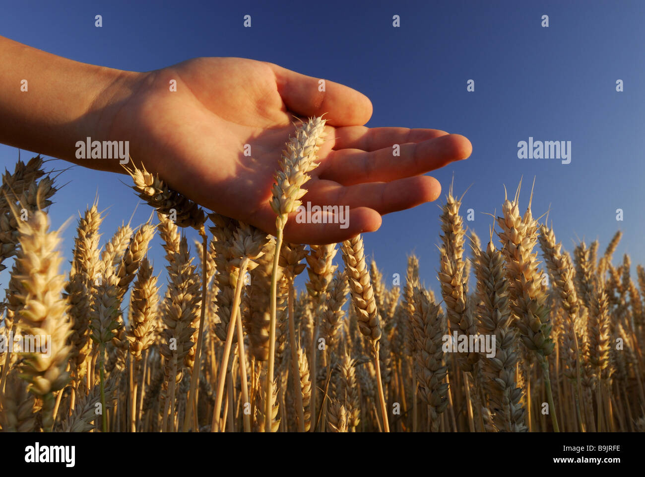Wheat-field hand head touches detail Stock Photo - Alamy