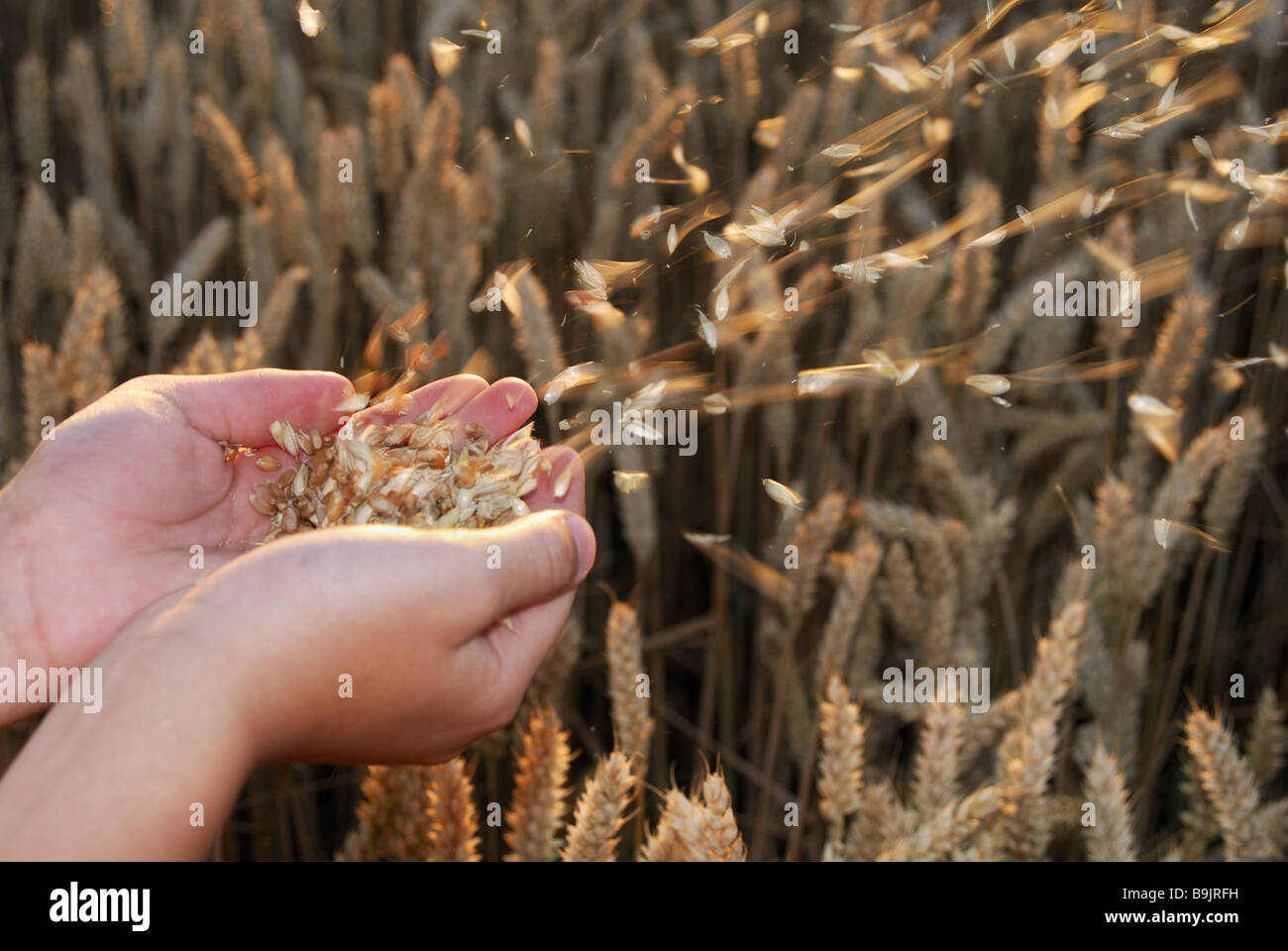Separating The Chaff Stock Photos & Separating The Chaff Stock Images ...