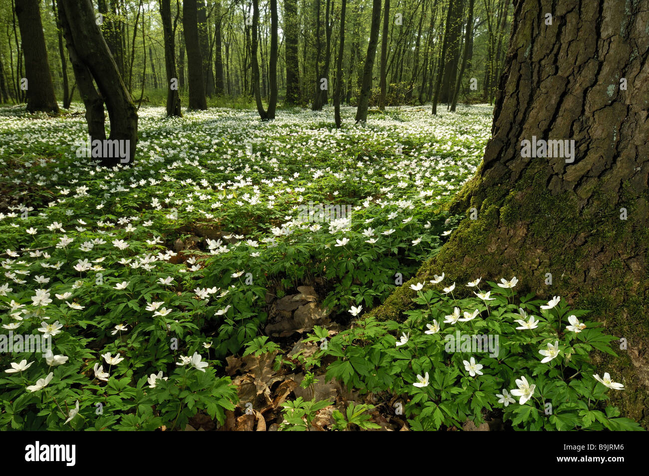 Forest trees bush-anemones anemone nemorosa Stock Photo - Alamy