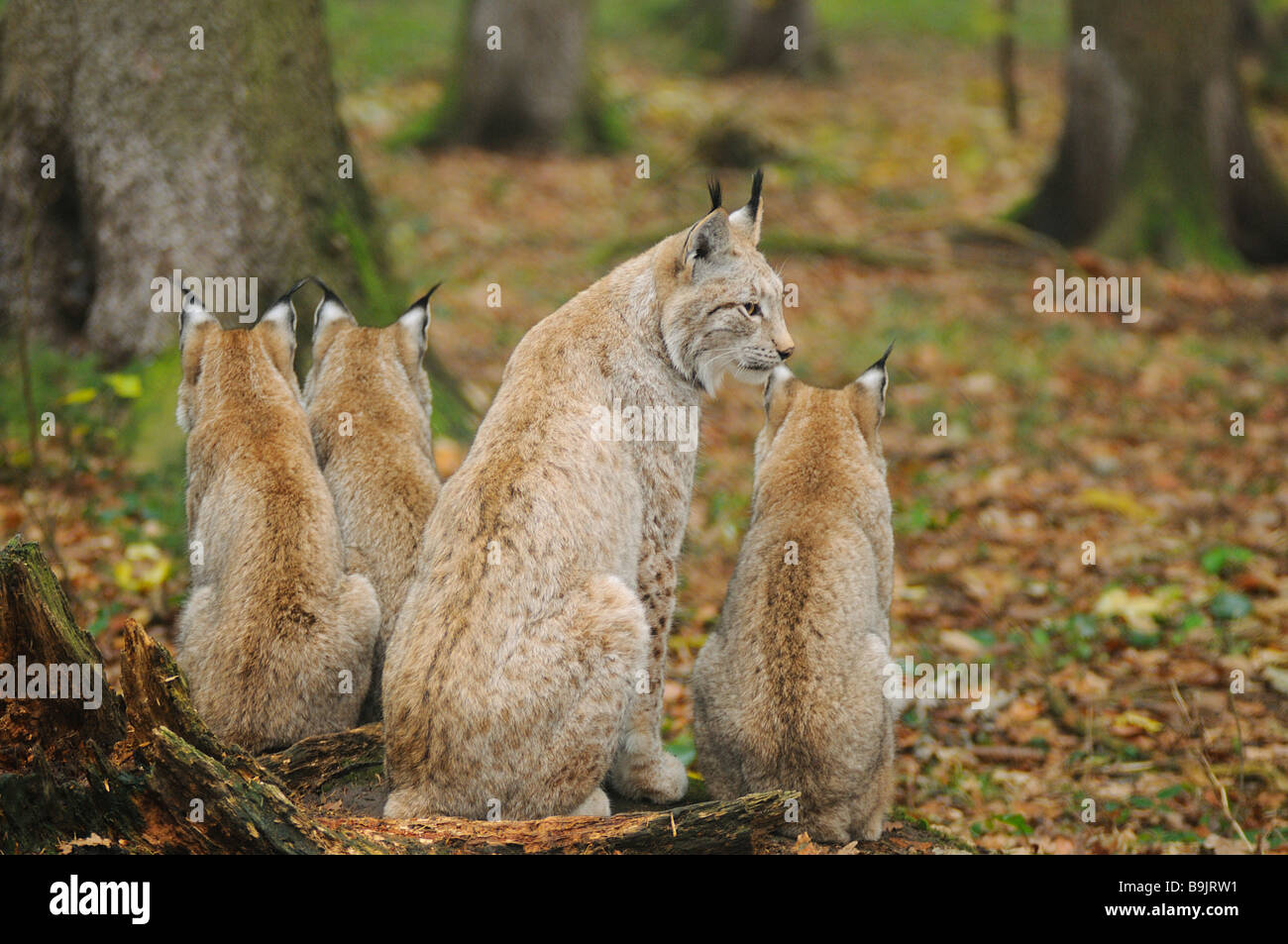 lynx and three cubs / Lynx lynx Stock Photo - Alamy