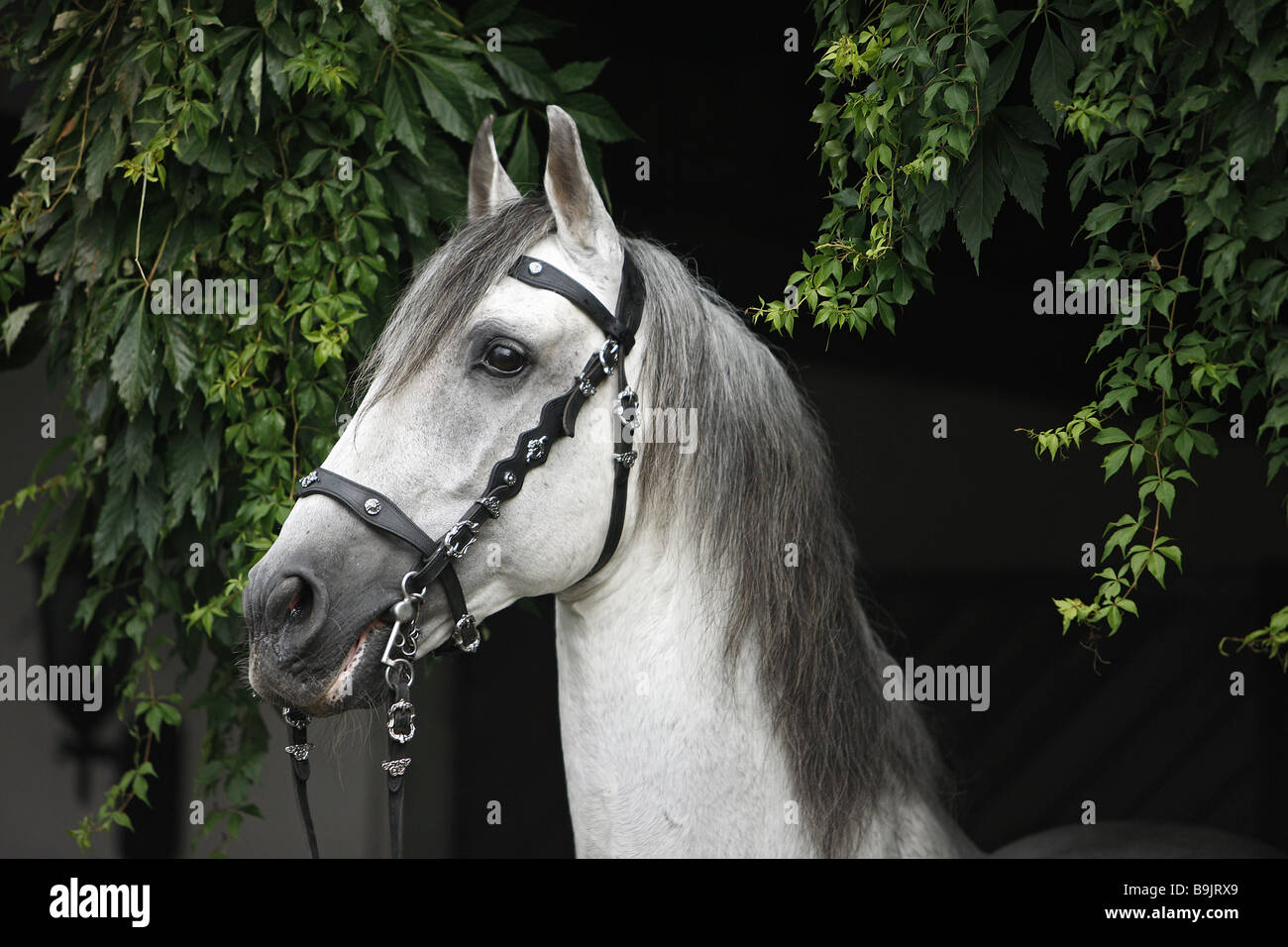 Lusitano horse - portrait Stock Photo - Alamy