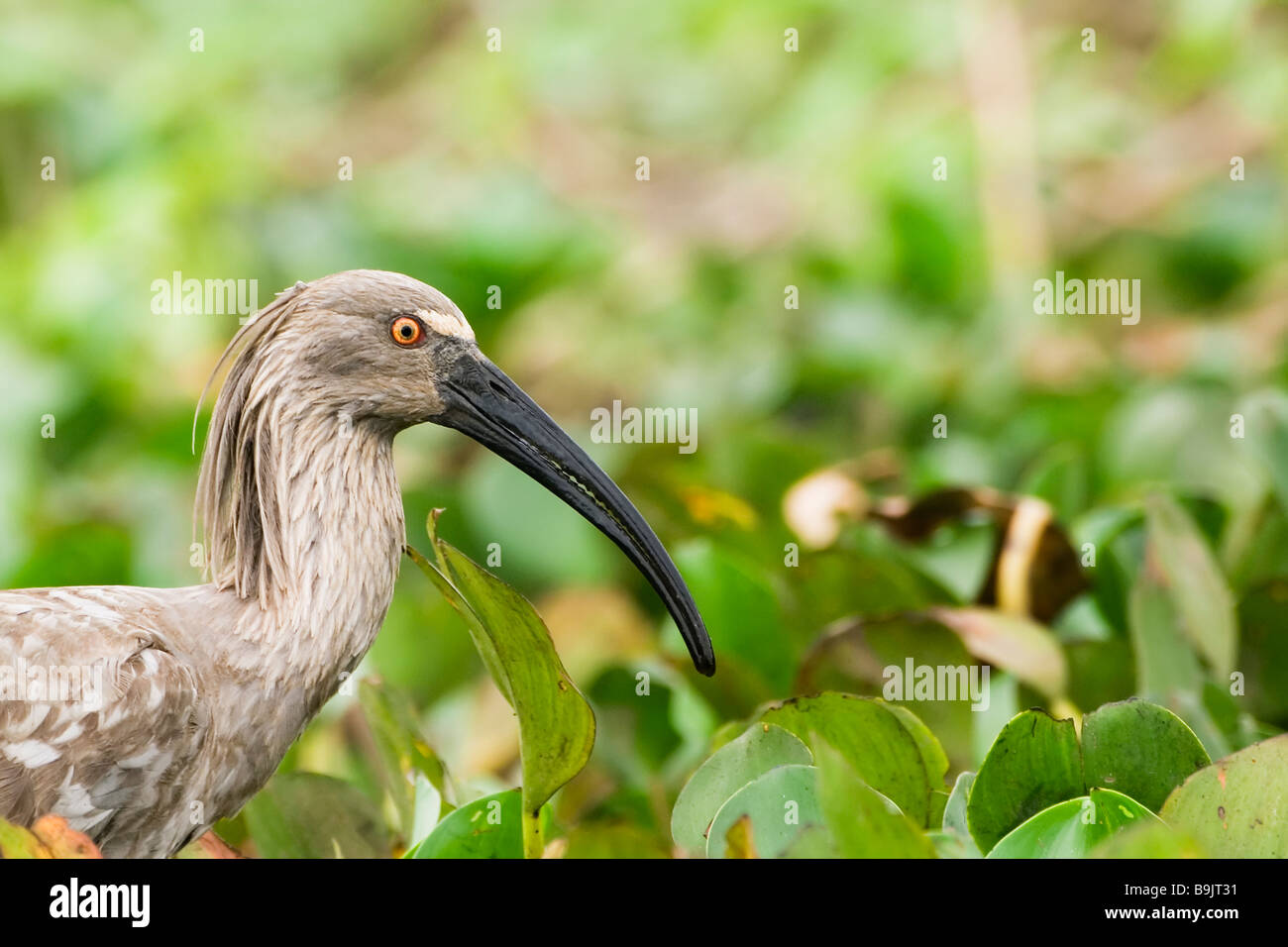 Ordnung ciconiiformes hi-res stock photography and images - Alamy