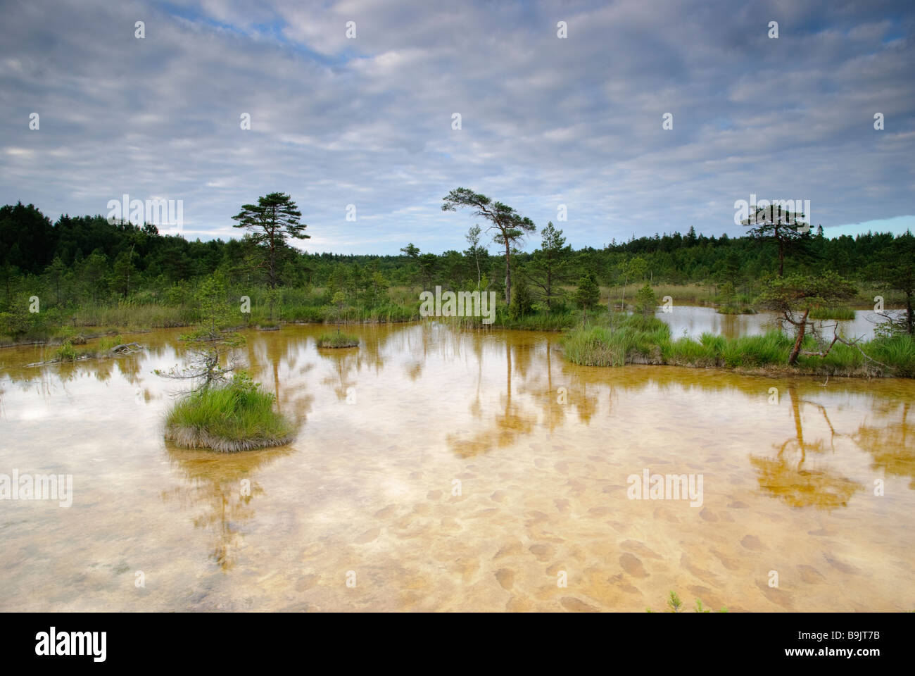 Calcareous springs in Ragana mire Kemeri National park Latvia Stock ...