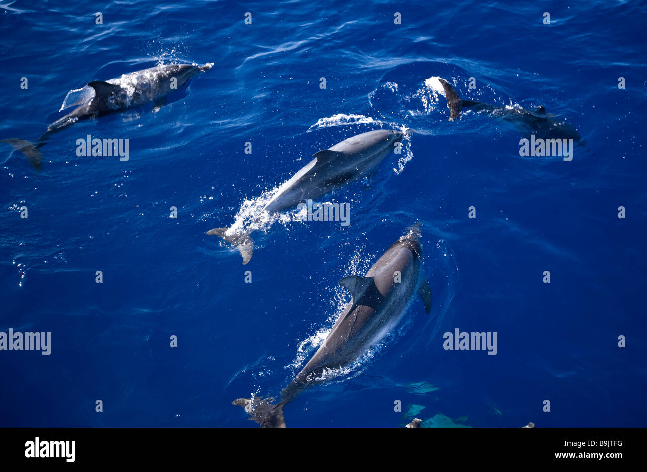 Dolphins swimming in blue sea alongside boat Madeira Stock Photo - Alamy