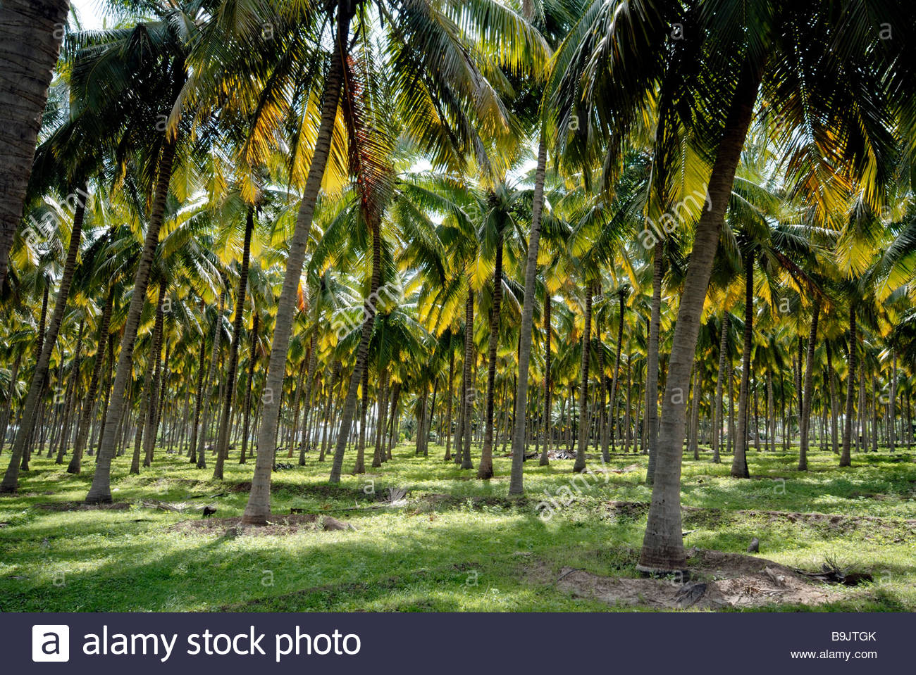 Palm Trees Of Tamilnadu Stock Photos & Palm Trees Of Tamilnadu Stock ...