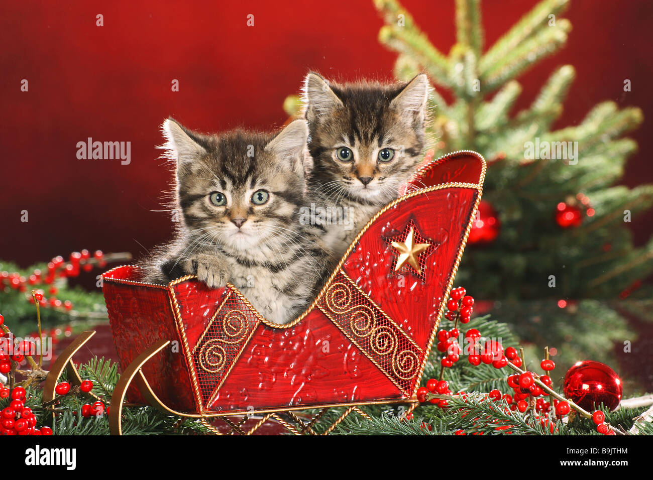 Christmas. two tabby kittens in a sledge Stock Photo - Alamy