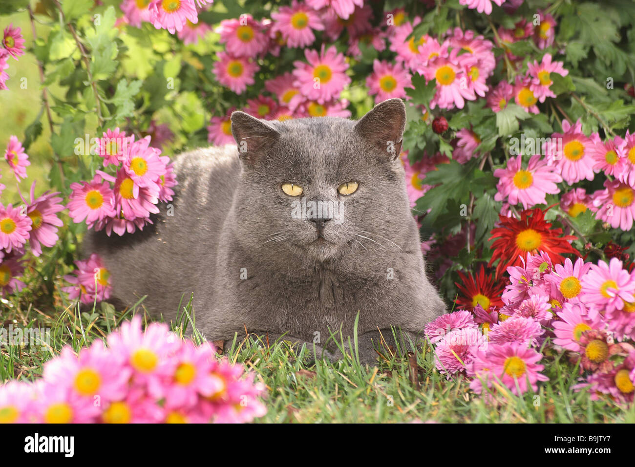 domestic cat - lying between flowers Stock Photo - Alamy