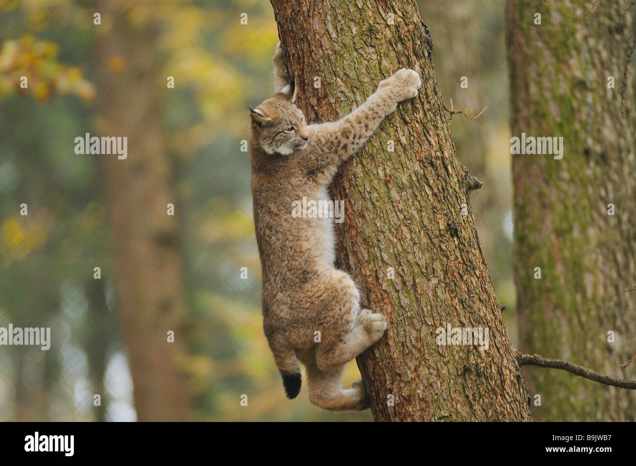 Eurasian Lynx (Lynx lynx). Adult climbing up a tree Stock Photo - Alamy