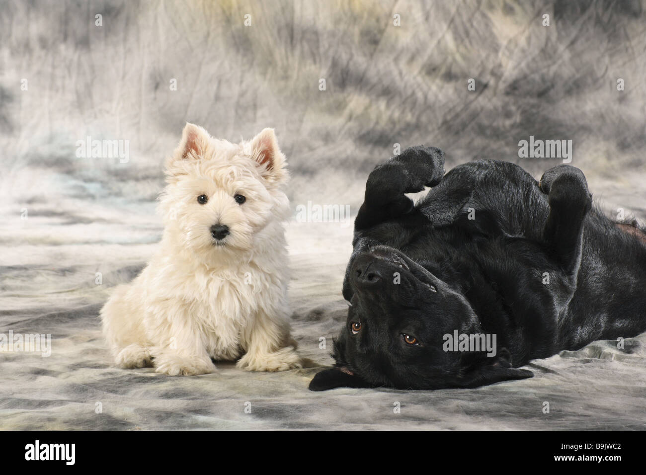Labrador Retriever West Highland White High Resolution Stock ...