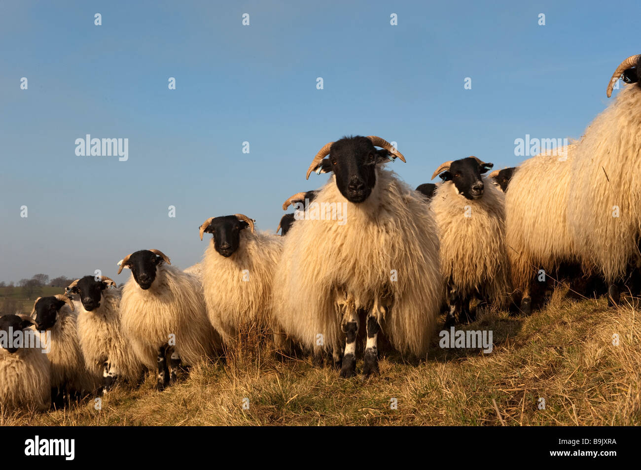 Hexham type Blackface gimmer hoggs in spring, Northumberland Stock ...