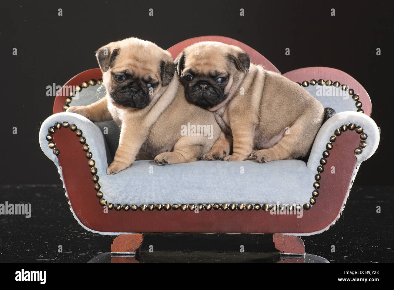 pug dog - two puppies on sofa Stock Photo - Alamy