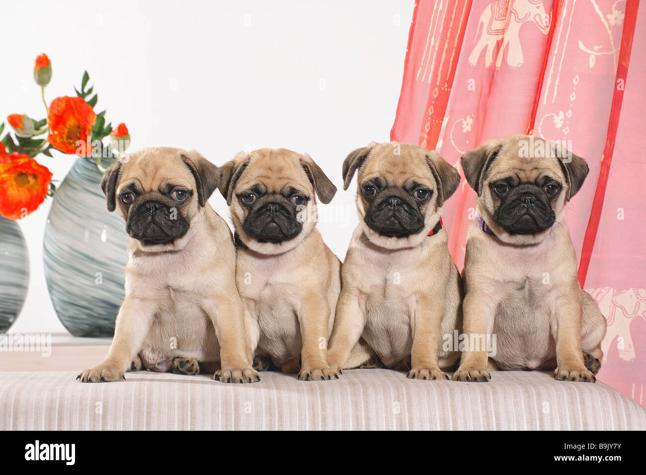 pug dog - four puppies sitting Stock Photo - Alamy