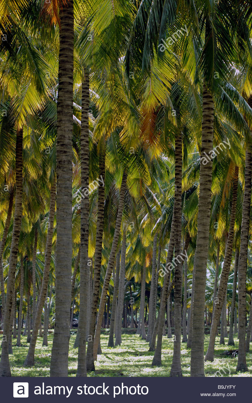 Palm Trees Of Tamilnadu Stock Photos & Palm Trees Of Tamilnadu Stock ...