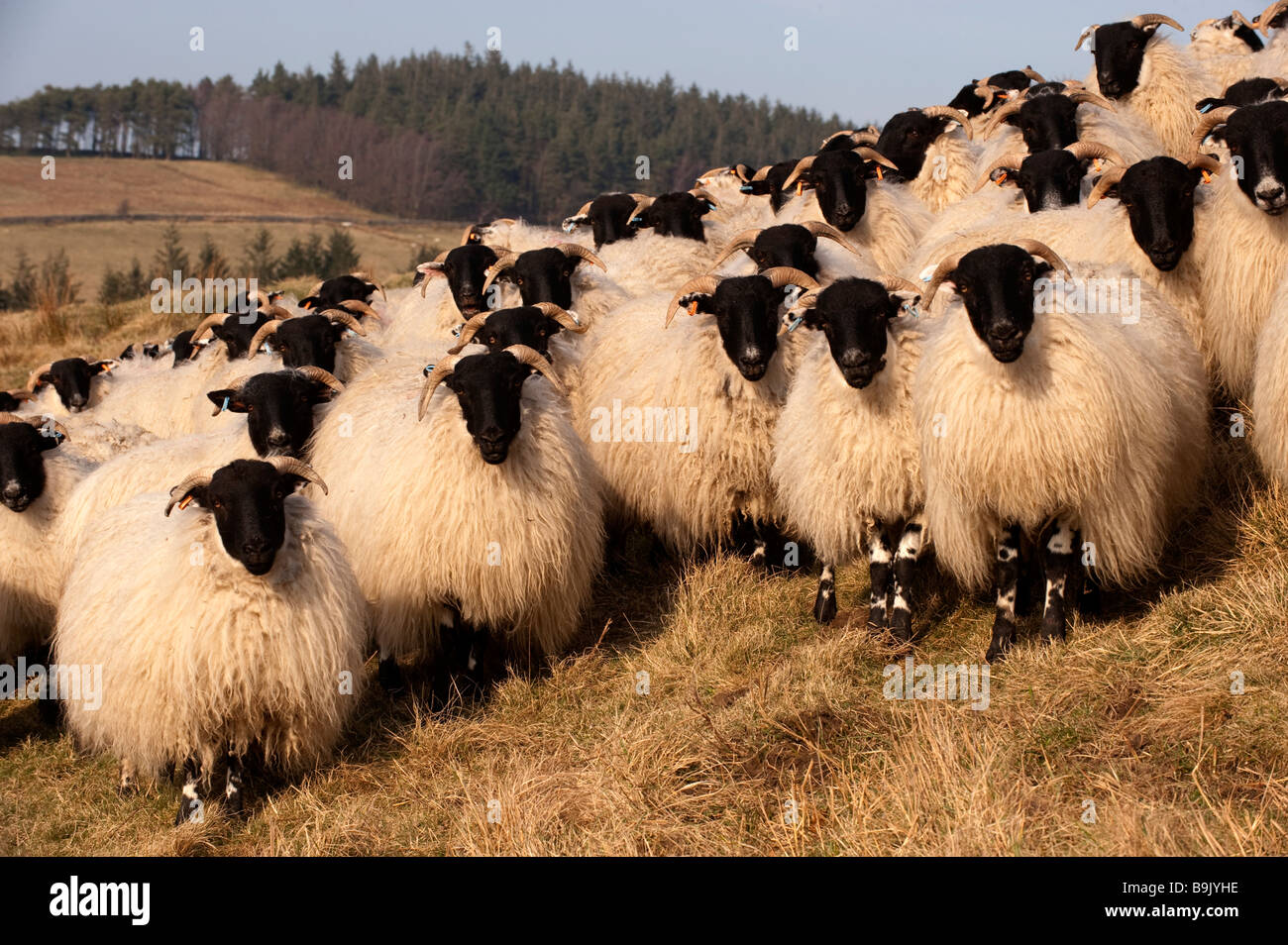 Hexham type Blackface gimmer hoggs in spring Northumberland Stock Photo ...