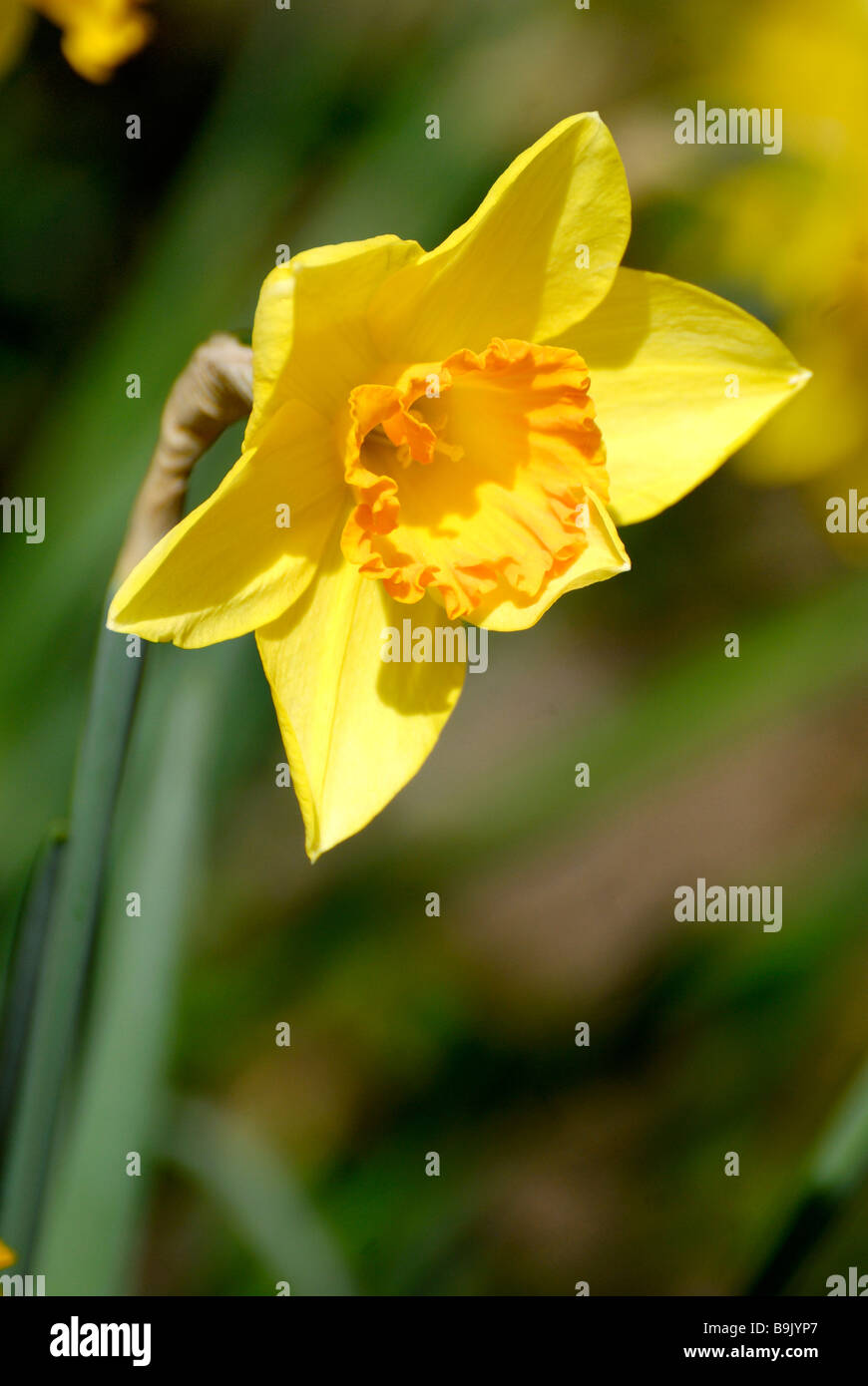 Single daffodil hi-res stock photography and images - Alamy