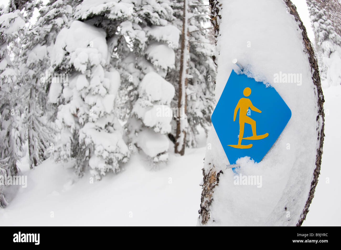 Side view of a blue and yellow snowshoe trail sign nailed to a tree in ...