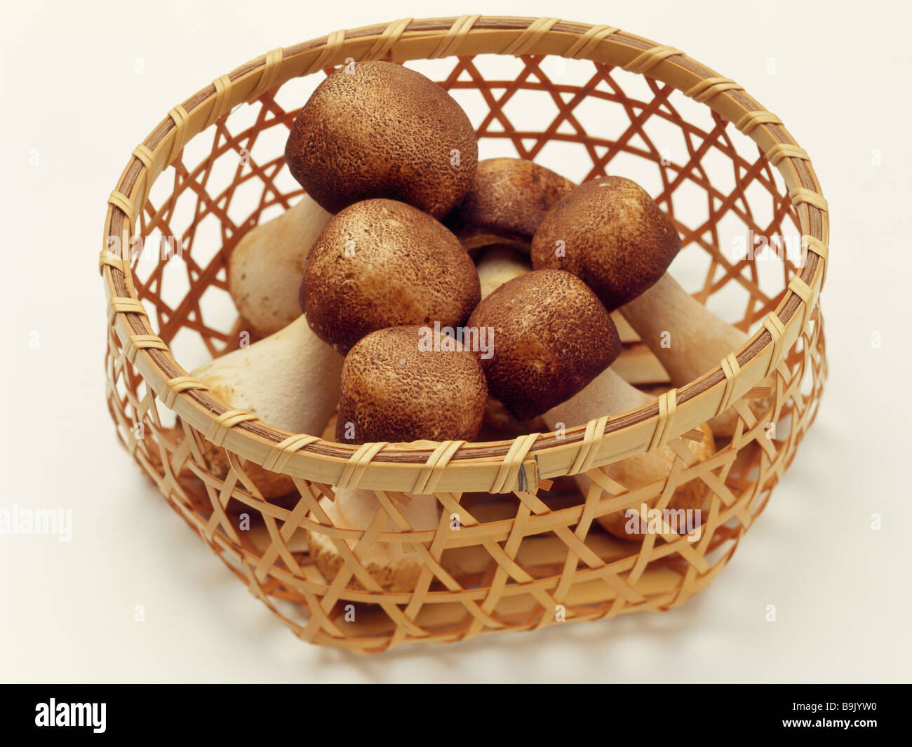 Agaricus mushroom hi-res stock photography and images - Alamy