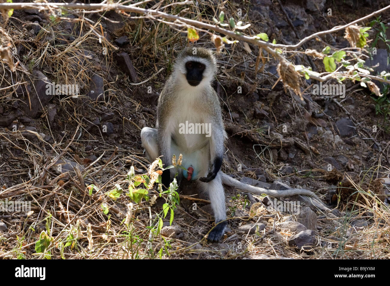 Monkey genetalia scrotum hi-res stock photography and images - Alamy
