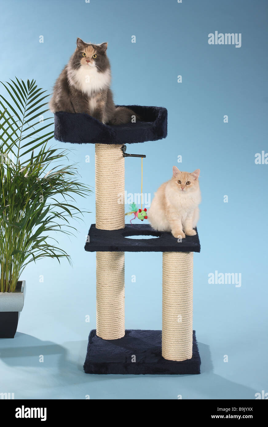 two domestic cats on a cat tree Stock Photo - Alamy