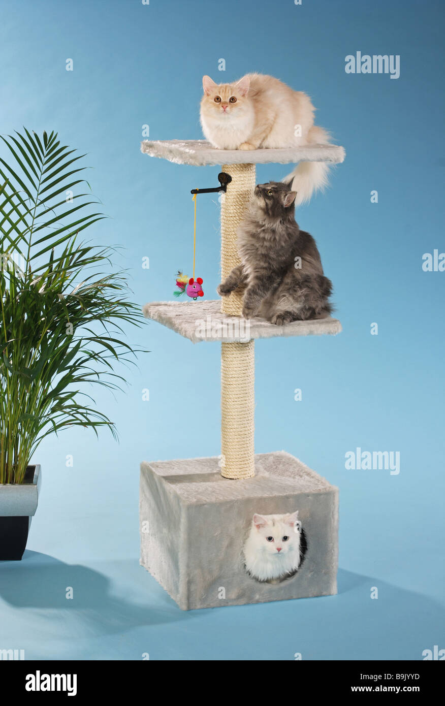 three domestic cats on a cat tree Stock Photo - Alamy
