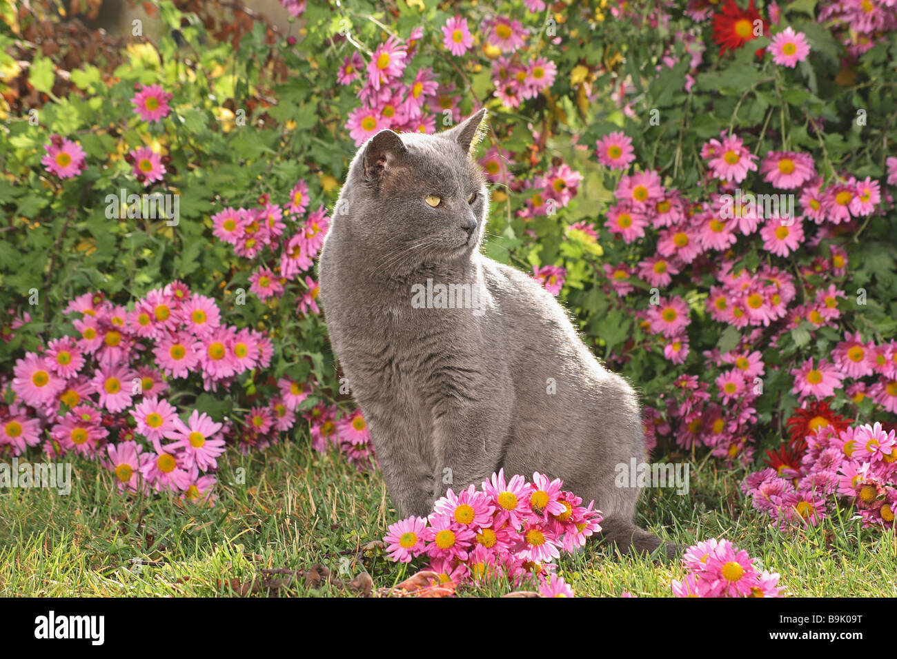domestic cat - sitting between flowers Stock Photo - Alamy