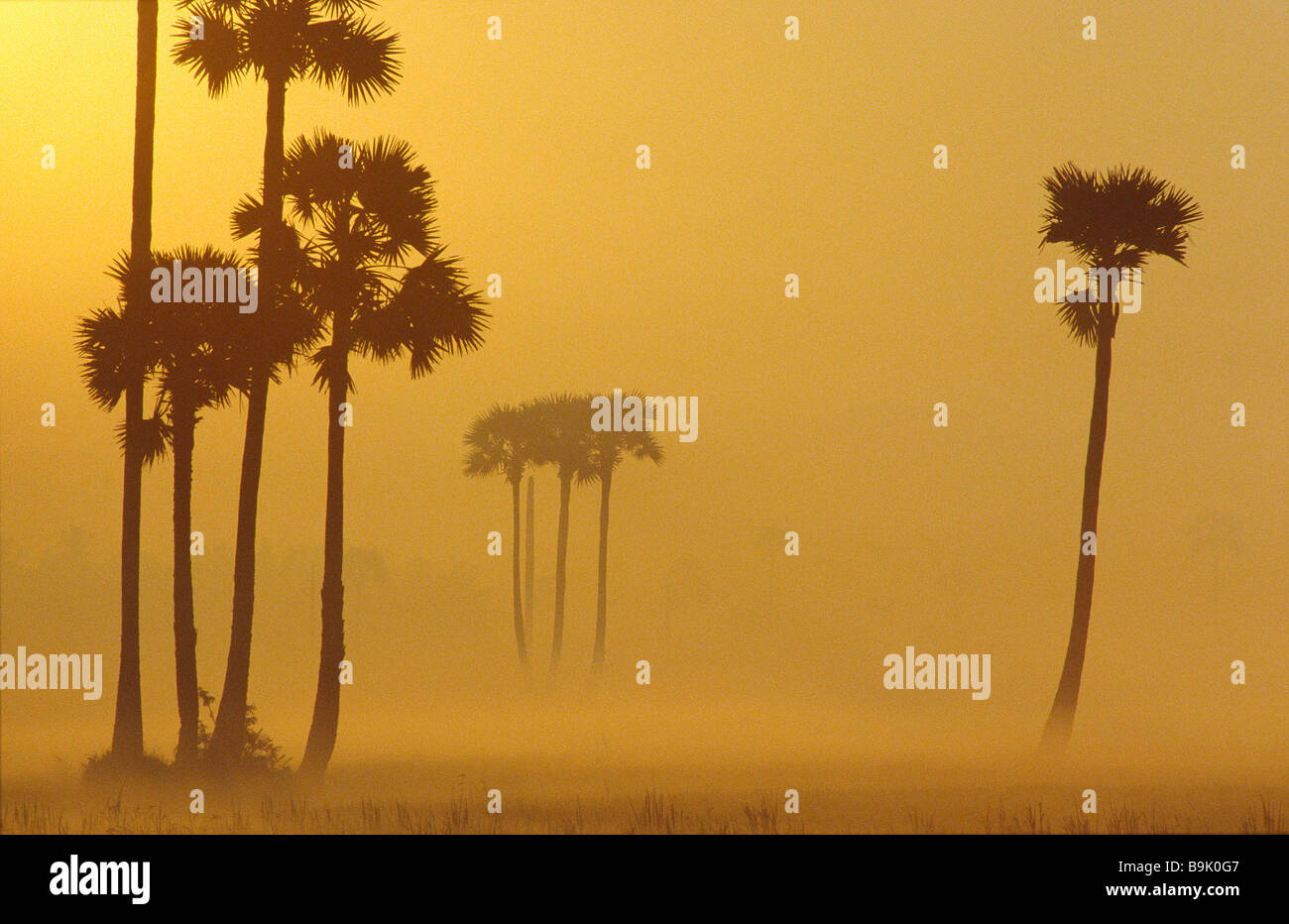 Yanam hi-res stock photography and images - Alamy