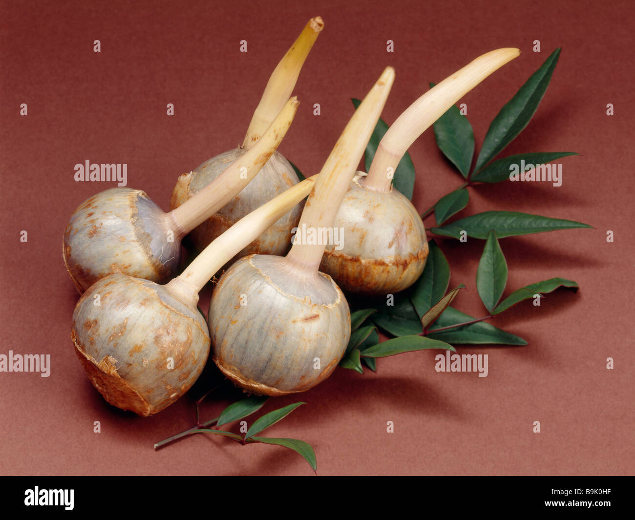 Arrowhead hi-res stock photography and images - Alamy