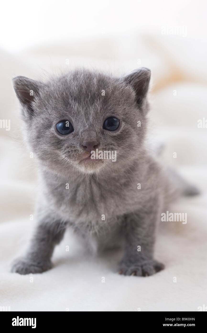 Chartreux cat hi-res stock photography and images - Alamy