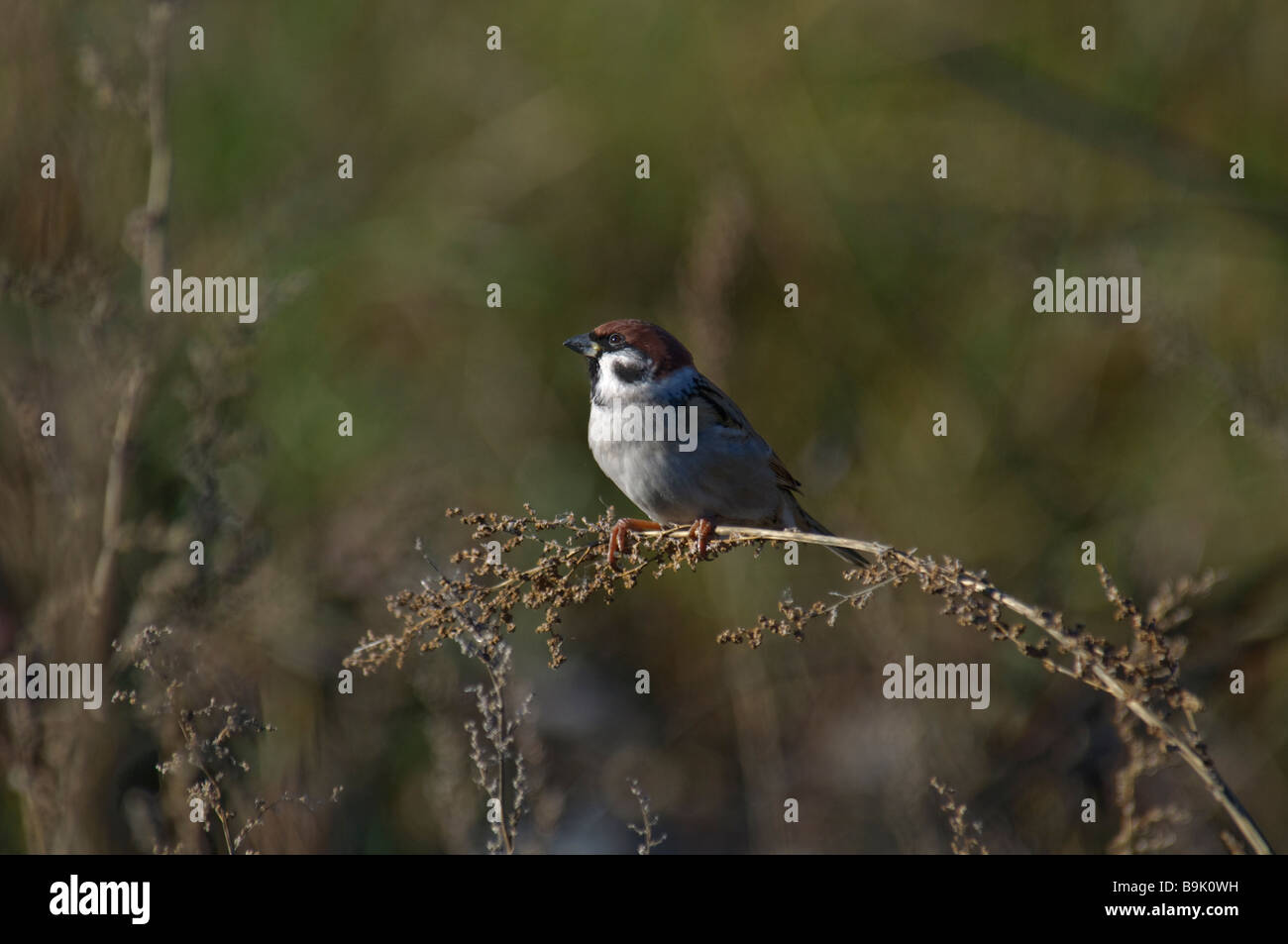 German sparrow hi-res stock photography and images - Alamy
