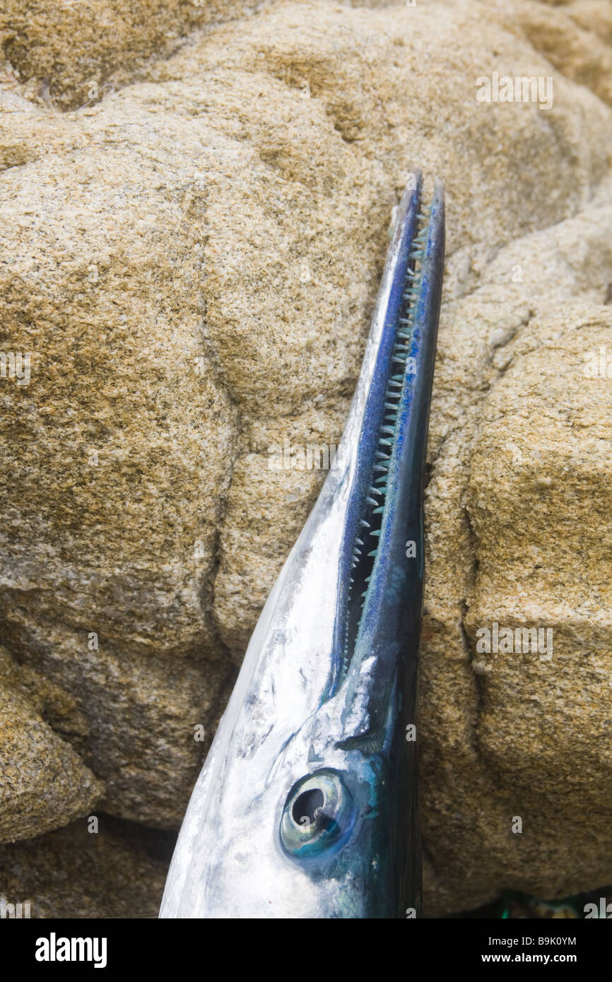 Pacific needlefish hi-res stock photography and images - Alamy
