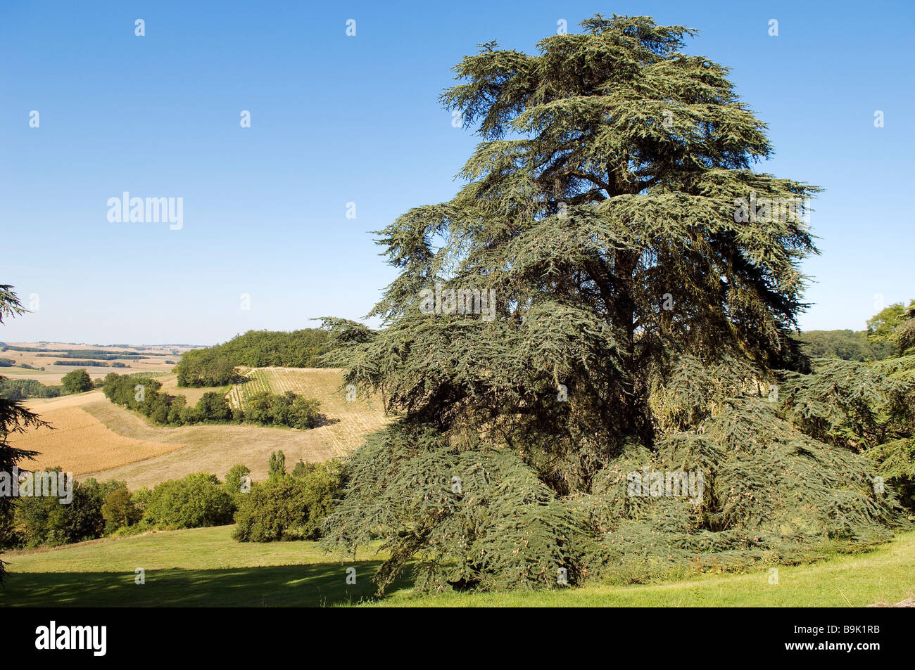 Europe cedar isolated hi-res stock photography and images - Alamy