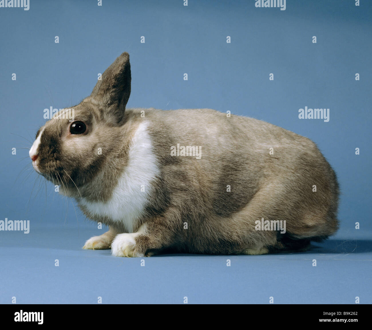 dwarf rabbit - cut out Stock Photo - Alamy