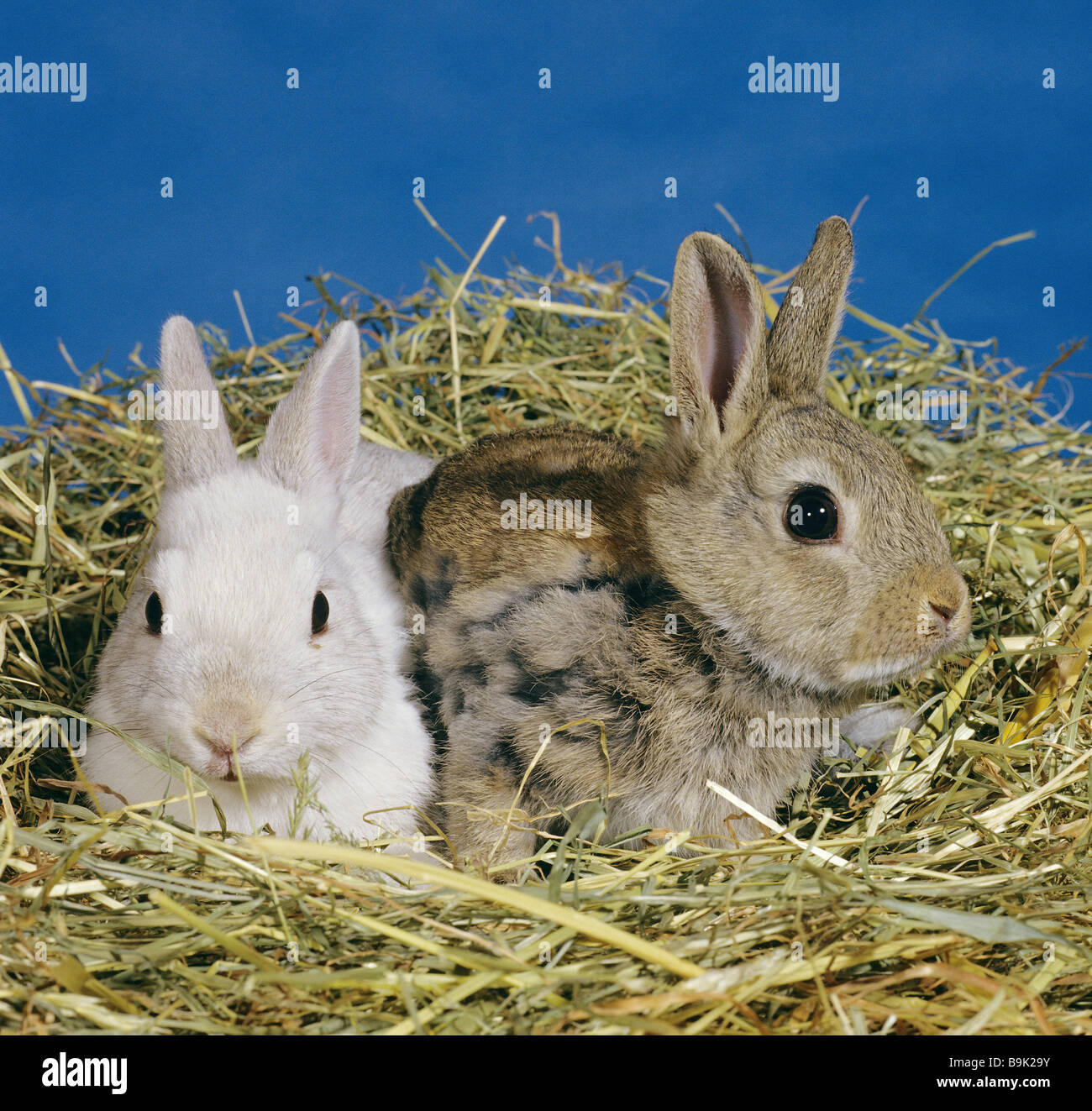 Two white rabbits hi-res stock photography and images - Alamy