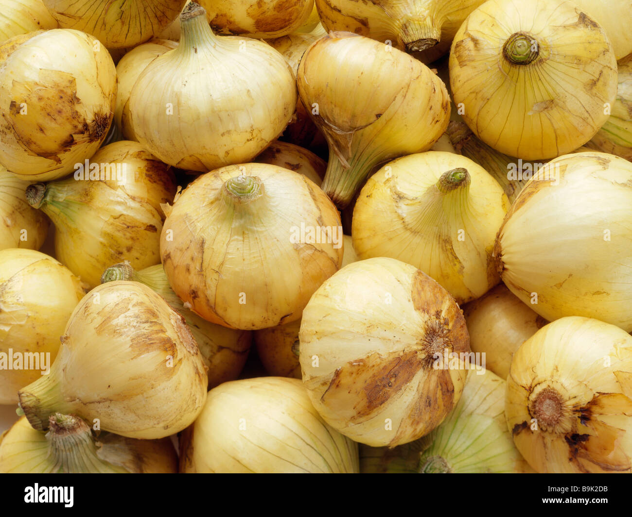 Onion horizontal hi-res stock photography and images - Alamy