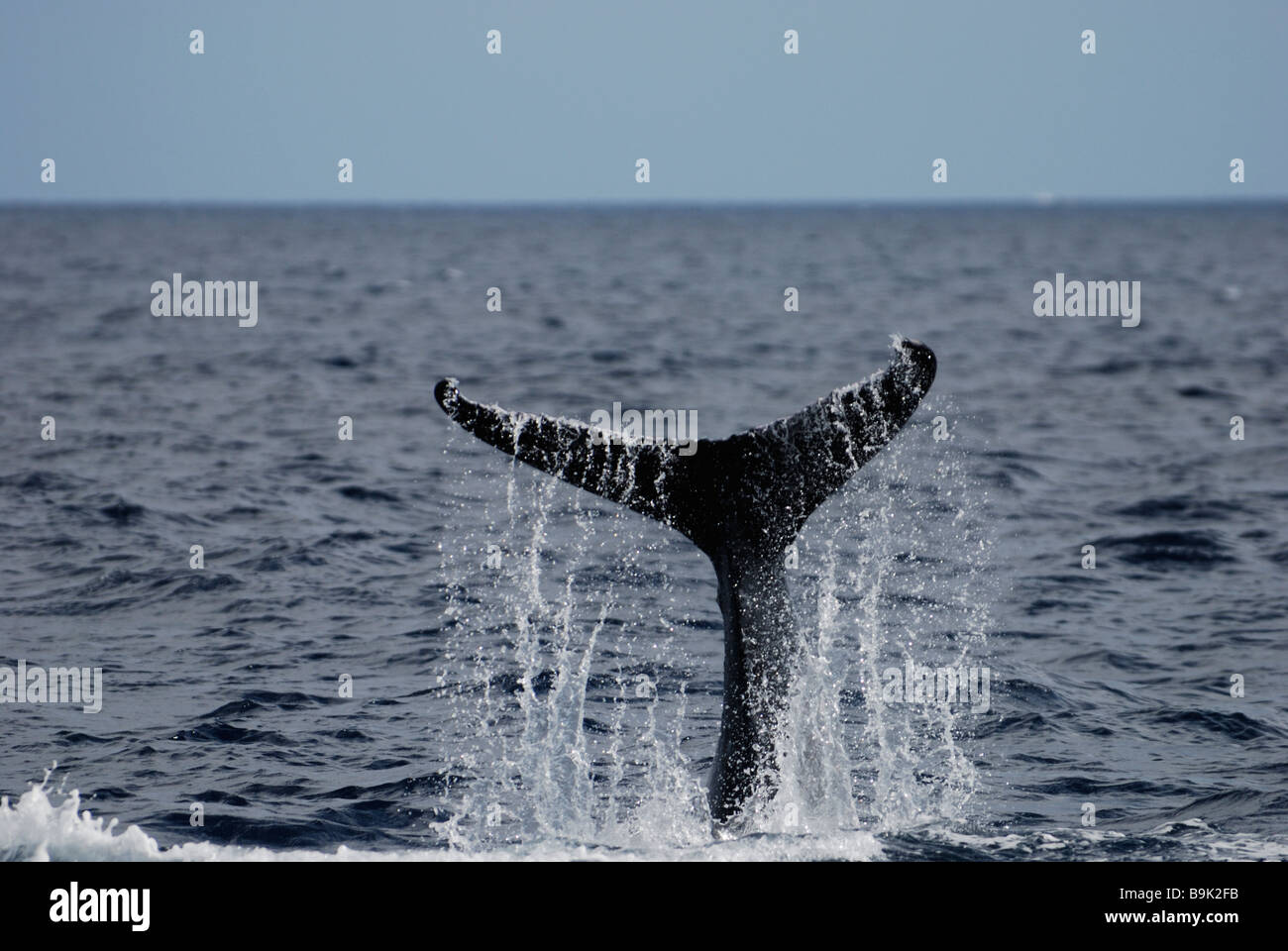 Humpback whale tail splashing hi-res stock photography and images - Alamy