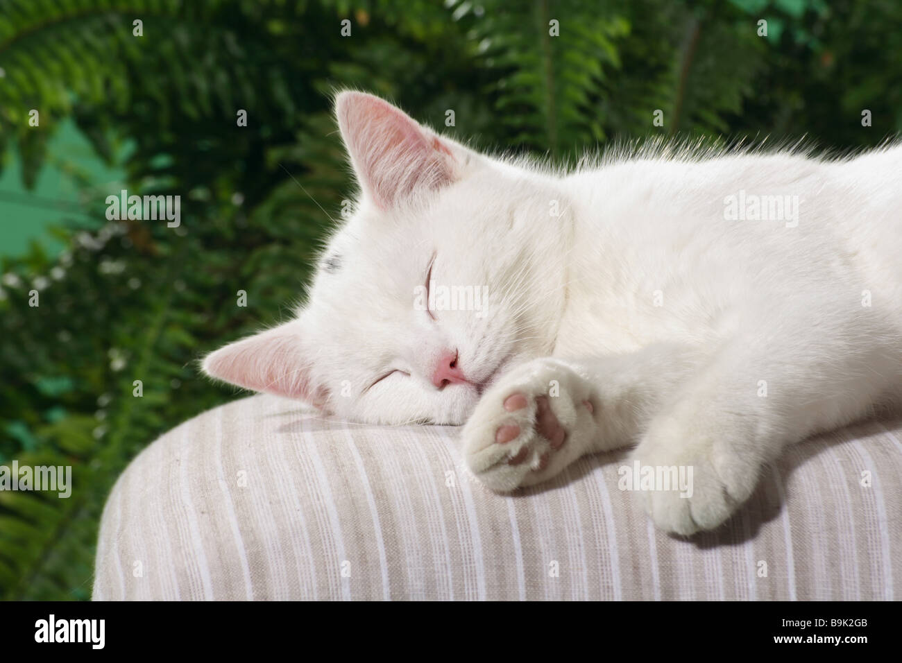 domestic cat sleeping on a sofa's arm rest Stock Photo - Alamy