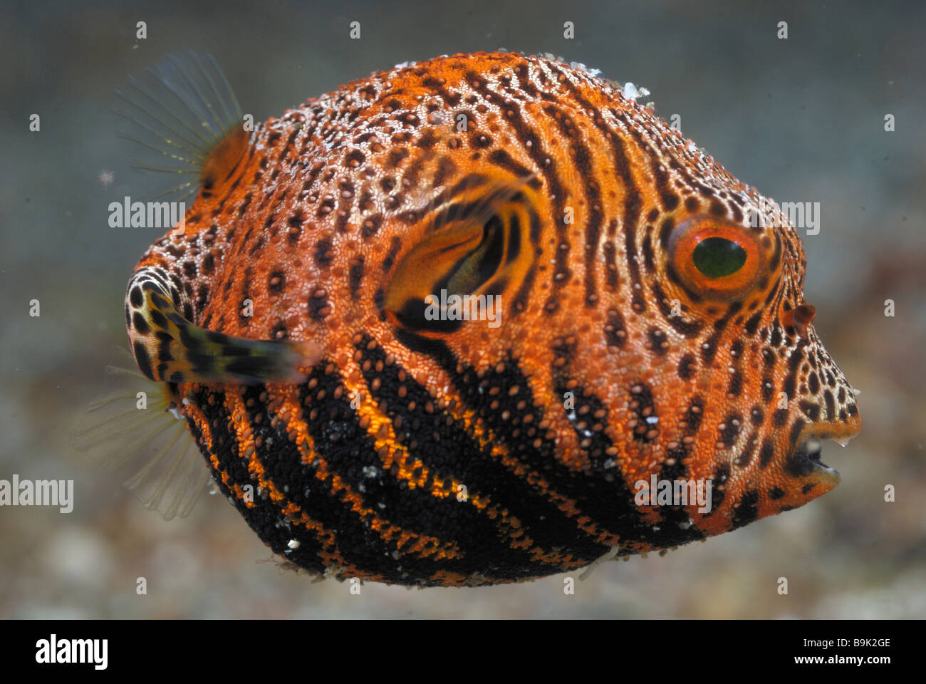 Juvenile starry puffer Arothron stellatus Lembeh Strait Celebes Sea ...