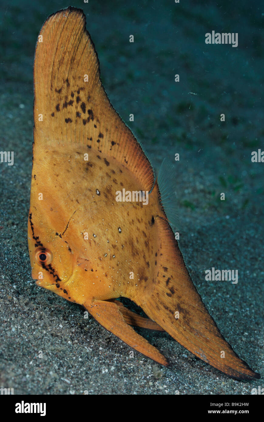 Orbicular batfish platax orbicularis hi-res stock photography and ...