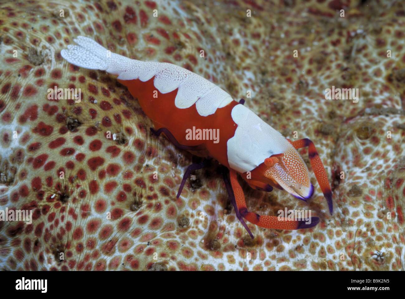 Emperor shrimp Periclimenes imperator on sea cucumber. Lembeh Strait ...